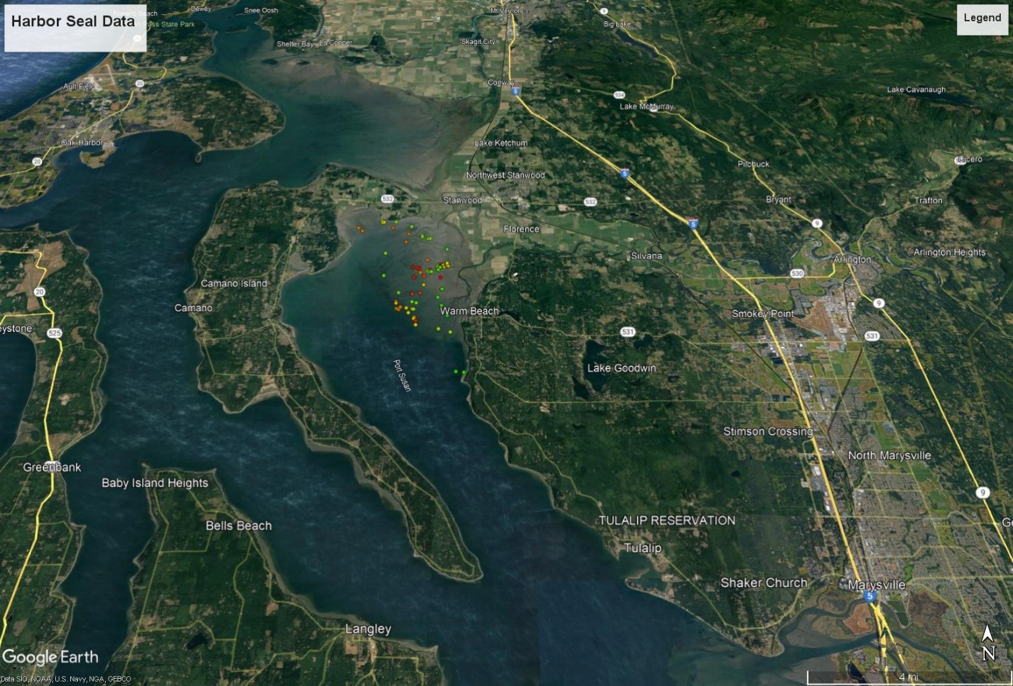Why are Seals Wearing Beanies in Port Susan? - Stillaguamish Tribe